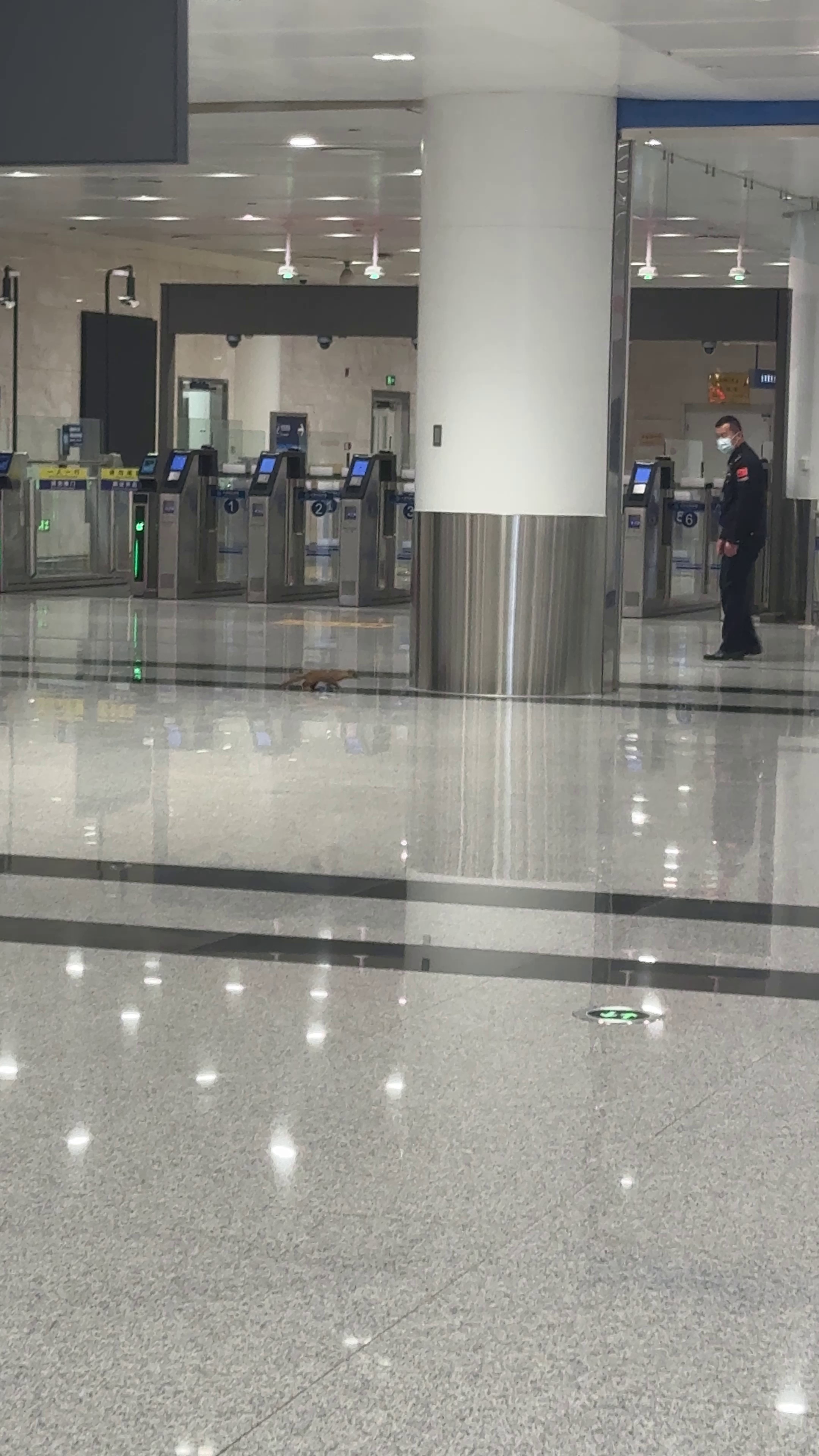 Stoat-away! Rogue weasel spotted running through airport baggage area ...